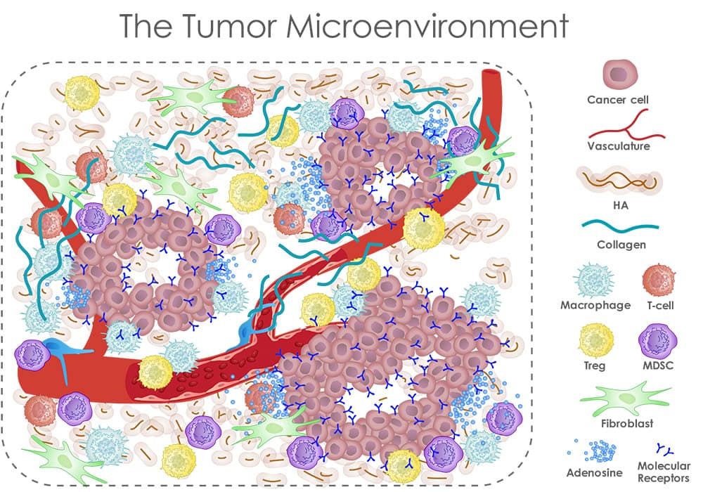 Cancer Immunology | Aran Lab @ Technion